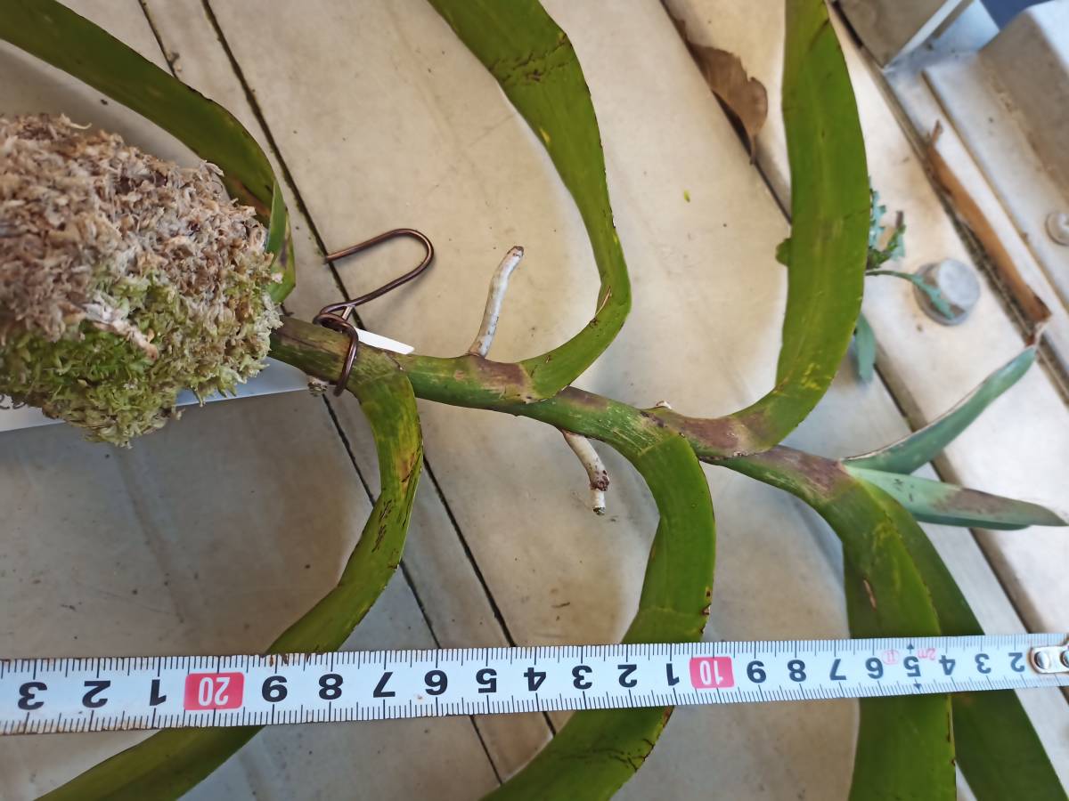 Ren. Renanthera philippinensis Ames & Quisumb. L.O.Williams 1937 Luzon Bayan ng Baler産 原種 洋蘭 洋ラン ...