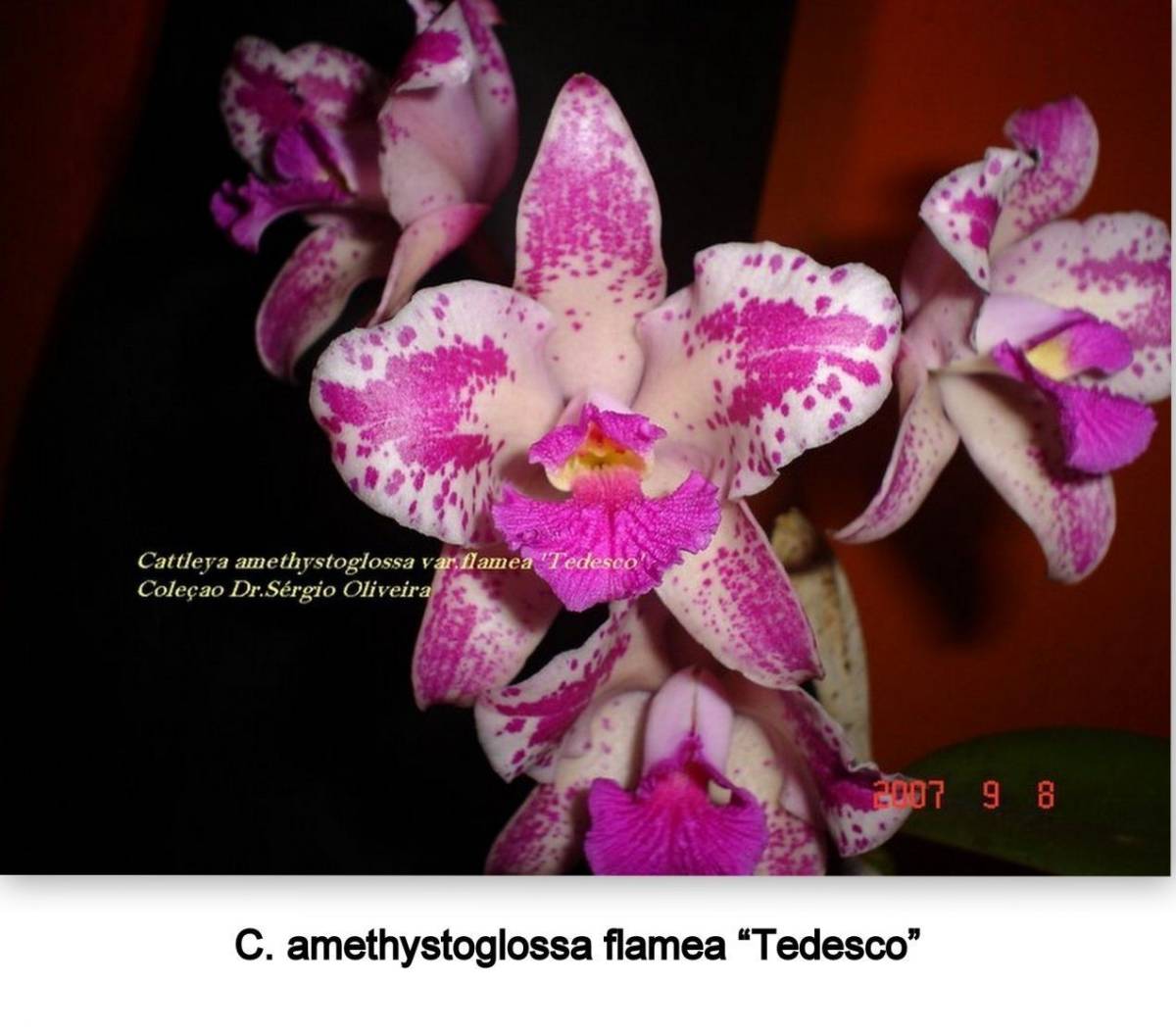 原種洋蘭 C. amethystoglossa flamea 'Tedesco' x 'BCVZ'(ラン)｜売買されたオークション情報 ...