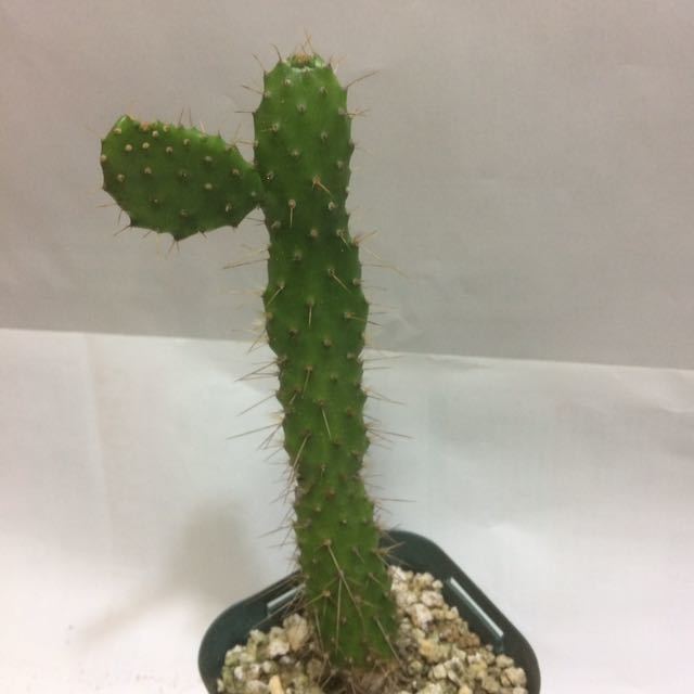 コンソレア ピカルダエ 産地データ付き Consolea picardae Bayahibe Dominican Republic 挿し木自根 ...