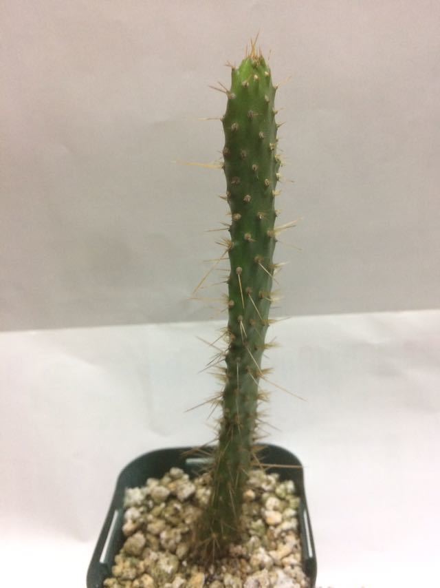 コンソレア ピカルダエ 産地データ付き Consolea picardae Bayahibe Dominican Republic 挿し木自根 ...