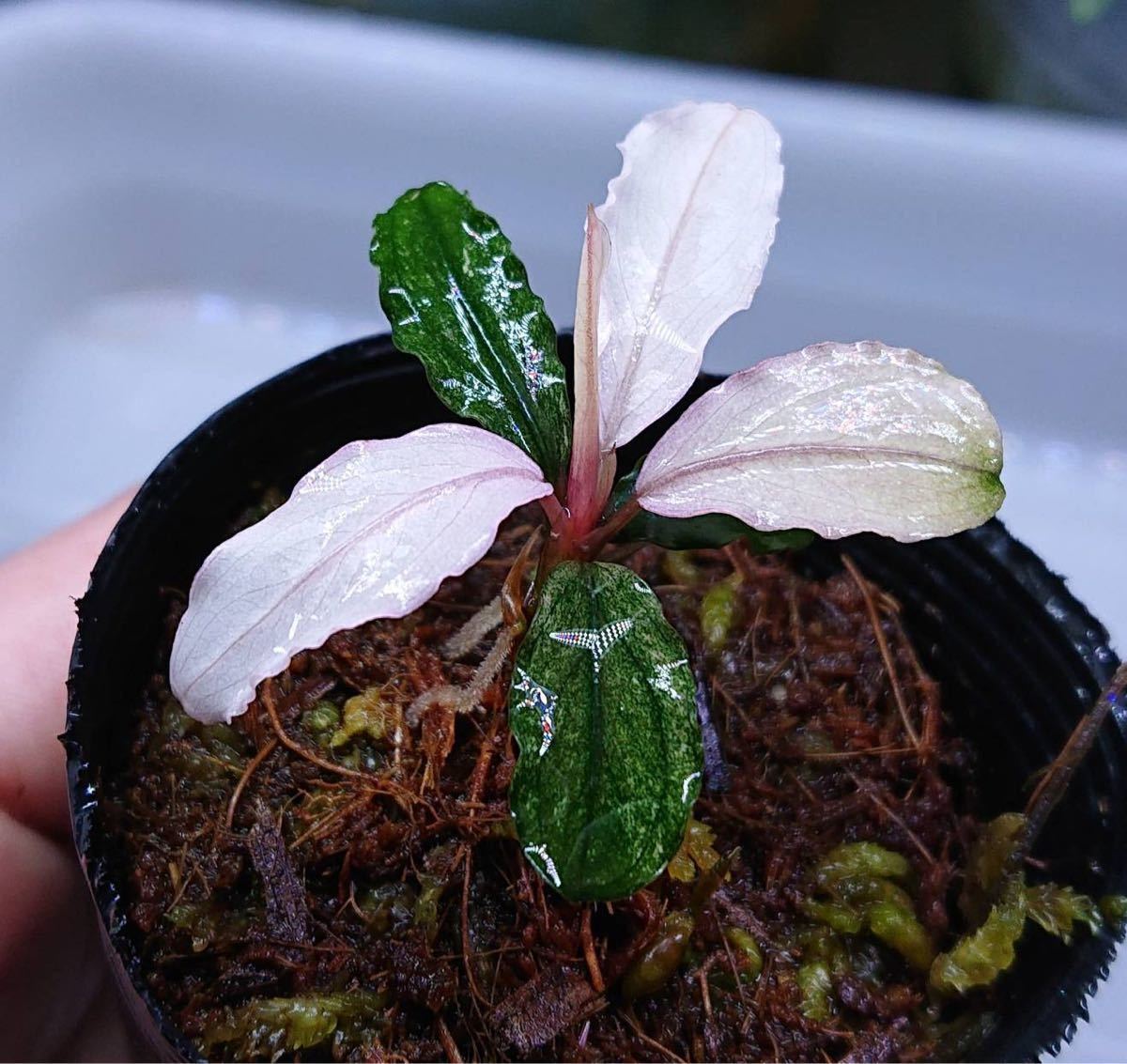 JJ Bucephalandra sp. Pink Variegata ブセファランドラ ピンク バリエガータ 水上育成株(水草)｜売買された ...