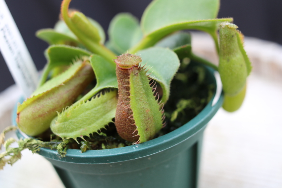 N.truncata Pasian highland BE-3203 2.5号 食虫植物ネペンテス HIPS 13-05911(その他)｜売買 ...