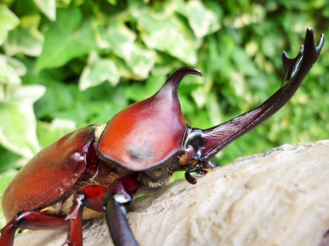 レッドアイカブトRR Q H 3令中期幼虫4ペア 親♂80mm×♀49mm(国産)｜売買されたオークション情報、yahooの商品情報をアーカイブ公開 - オークファン（aucfan.com）