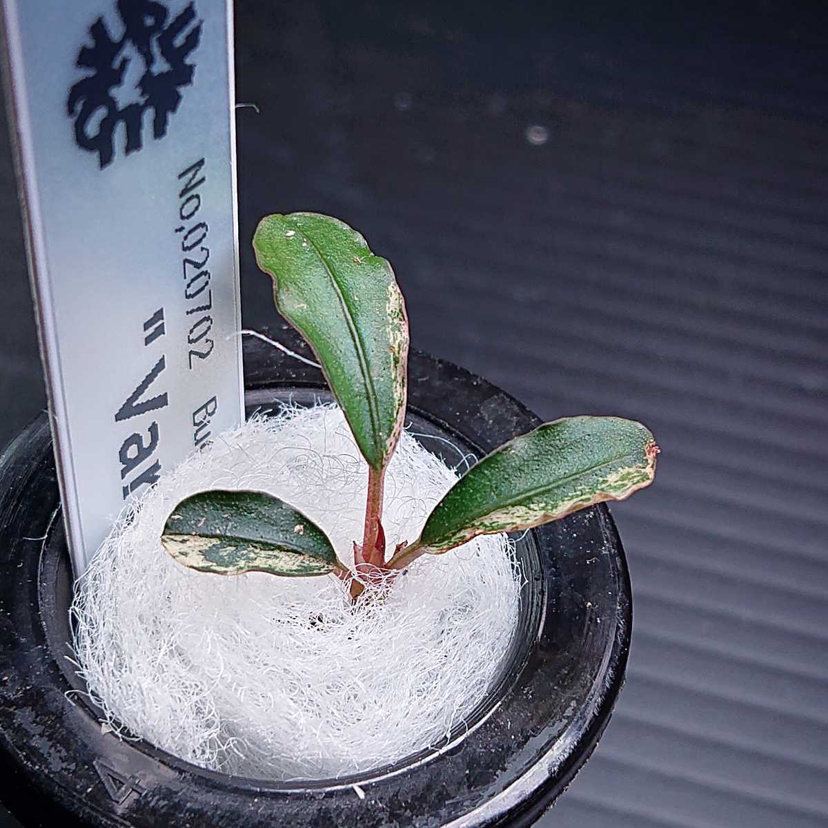 Variegata 斑入り No.020702 ブセファランドラ sp.(水草)｜売買されたオークション情報、yahooの商品情報をアーカイブ公開 - オークファン（aucfan.com）