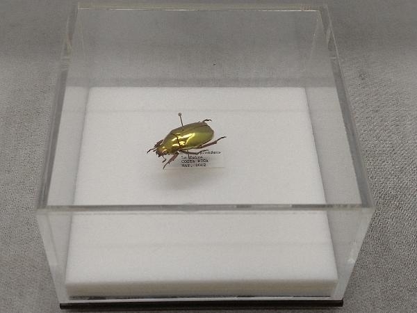 標本 コスタリカ産 プラチナコガネ Plusiotis resplendens(科学、自然)｜売買されたオークション情報、yahooの商品情報 ...
