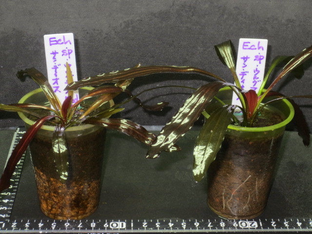 エキスタ 激レア No2 Ech sp ウルグアイ Red ”サン ディオス”(エキノドルス)｜売買されたオークション情報、yahooの商品情報をアーカイブ公開 - オークファン（aucfan ...