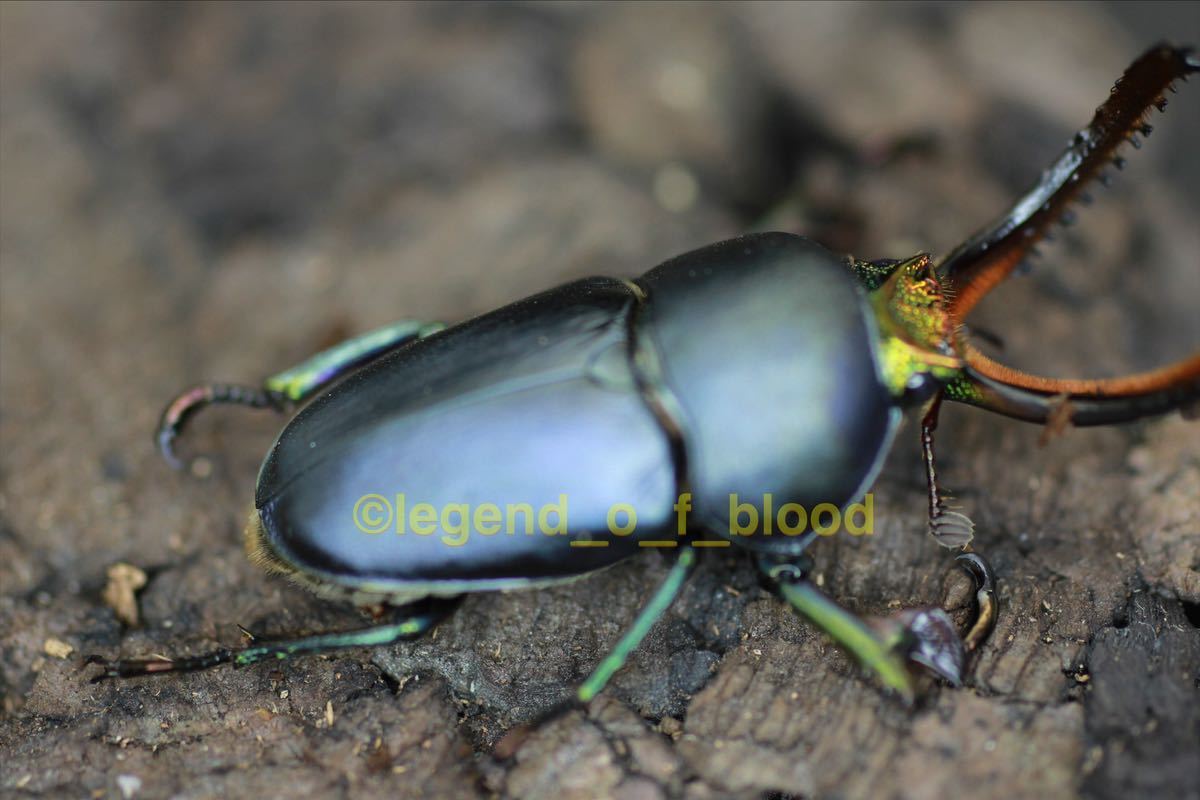 LOB トリオ レッドアイからの子 ブルー系パプアキンイロクワガタ パプキン ペア ♂SSS 2♀SS NO2(外国産)｜売買されたオークション情報、yahooの商品情報をアーカイブ公開 ...