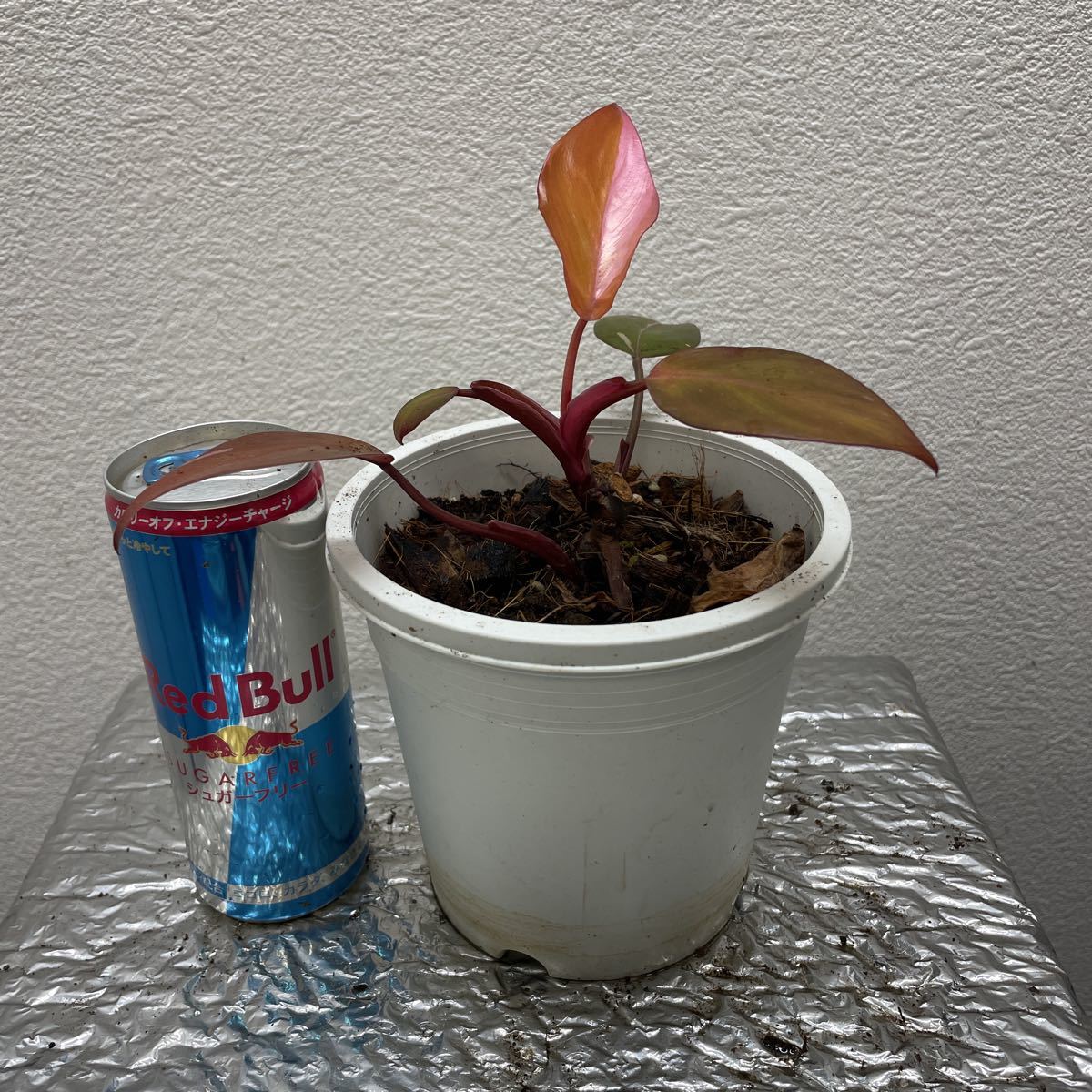 Pof Philodendron persimmon princess フィロデンドロン パーシモンプリンセス(観葉植物)｜売買された ...