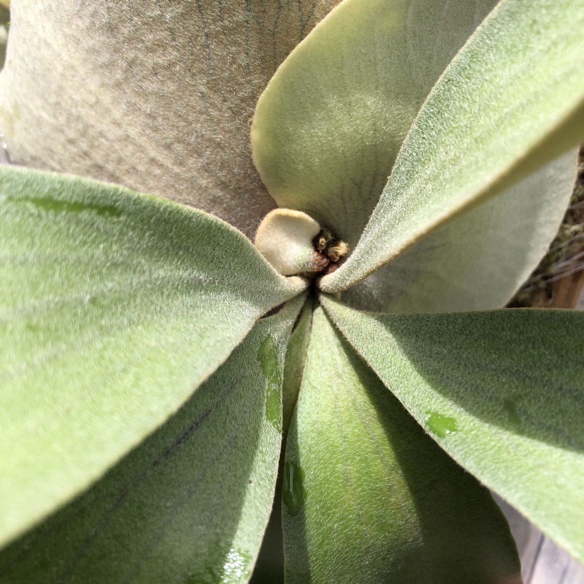 P.Woot #9 spore(ビカクシダ、コウモリラン)｜売買されたオークション情報、yahooの商品情報をアーカイブ公開 - オークファン（aucfan.com）