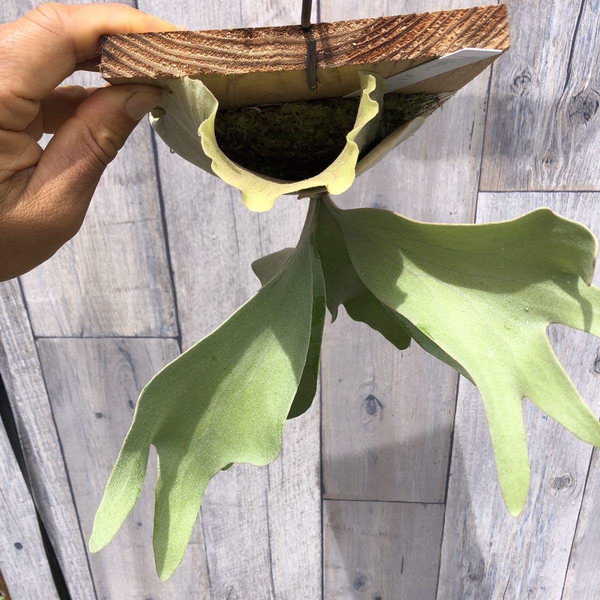 P.Woot #9 spore(ビカクシダ、コウモリラン)｜売買されたオークション情報、yahooの商品情報をアーカイブ公開 - オークファン（aucfan.com）