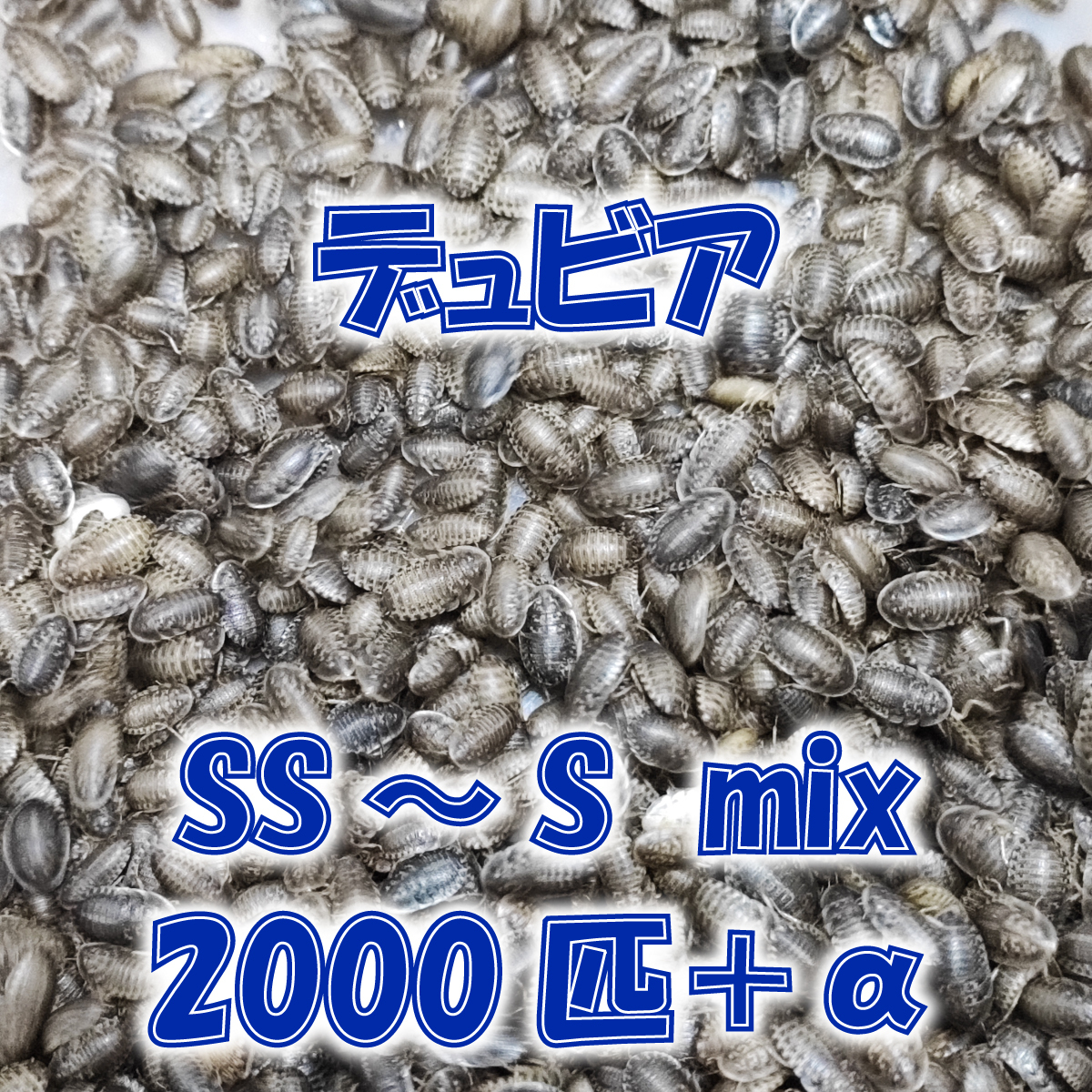 デュビア SS S mix 約0.5 1.5cm前後 2000匹＋補償分10％ 時＋10％(エサ)｜売買されたオークション情報、yahooの ...