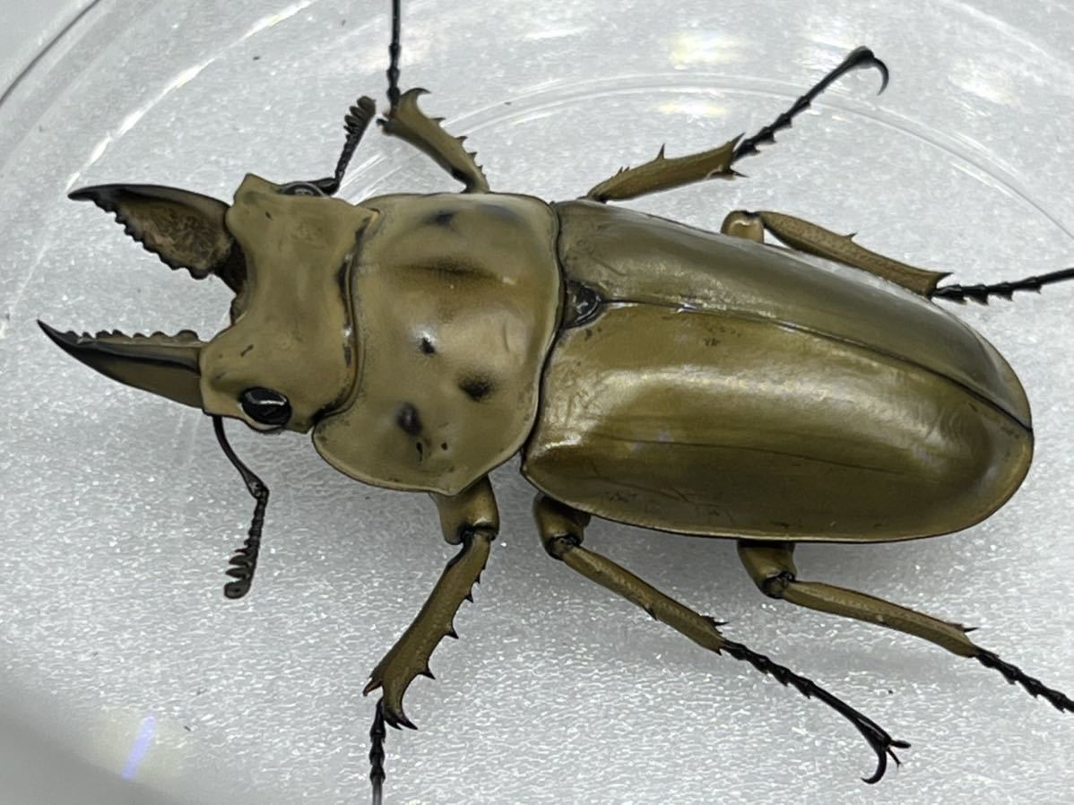 ♂♂♀トリオ ババオウゴンオニクワガタ ババオウゴンオニ No.102(外国産)｜売買されたオークション情報、yahooの商品情報をアーカイブ公開 - オークファン（aucfan.com）