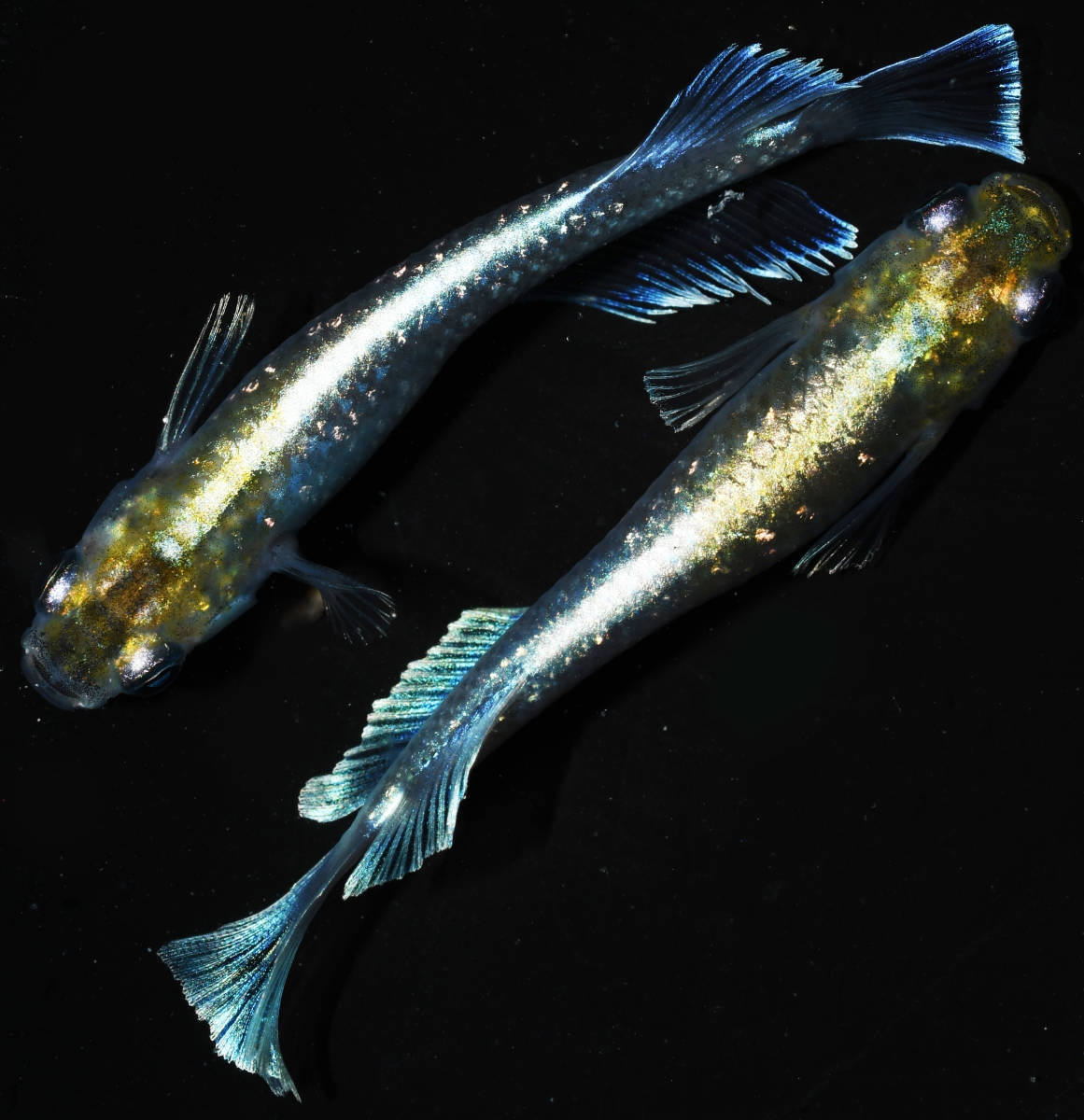 天双メダカ マリアージュキッシングワイドフィンエメラルドタイプ 1ペア N12(めだか)｜売買されたオークション情報、yahooの商品情報をアーカイブ公開 - オークファン（aucfan.com）