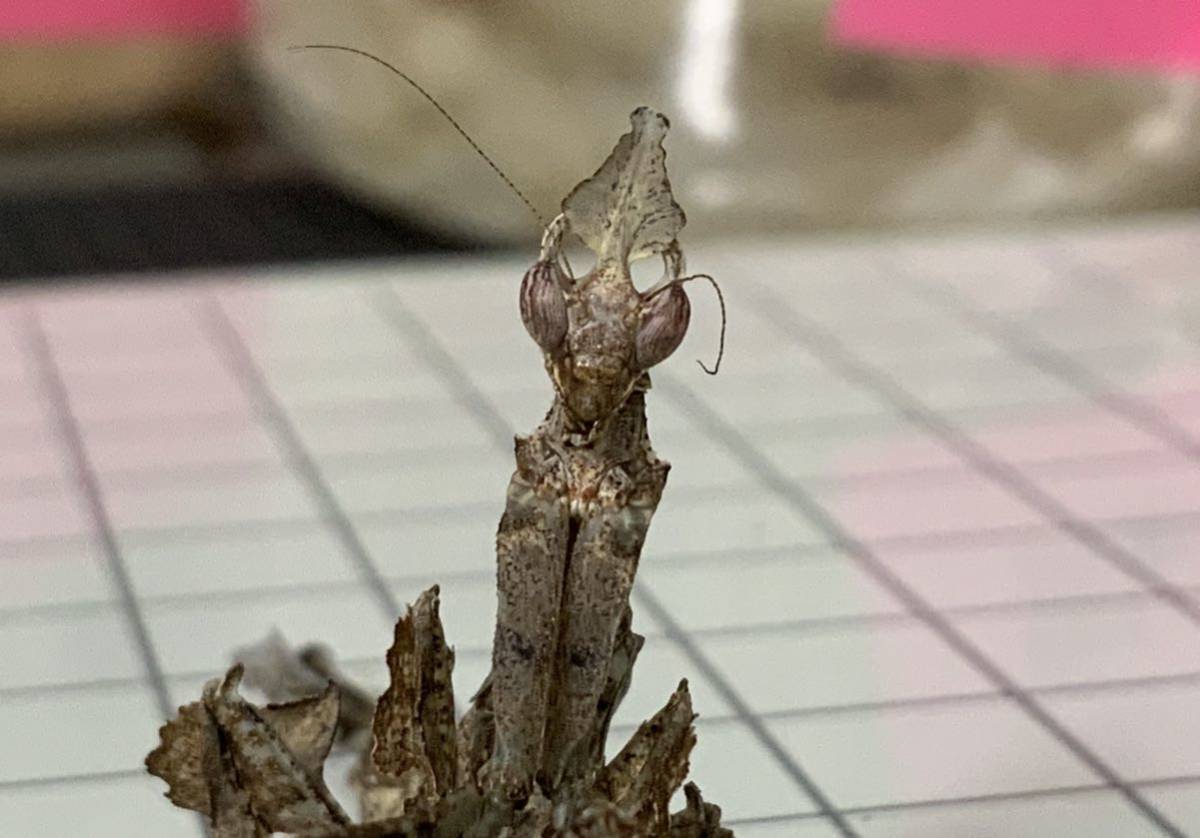 Stenophylla lobivertex ペルー産 幼虫 ドラゴンマンティス カマキリ ペット 鑑賞 保証あり(その他)｜売買された ...