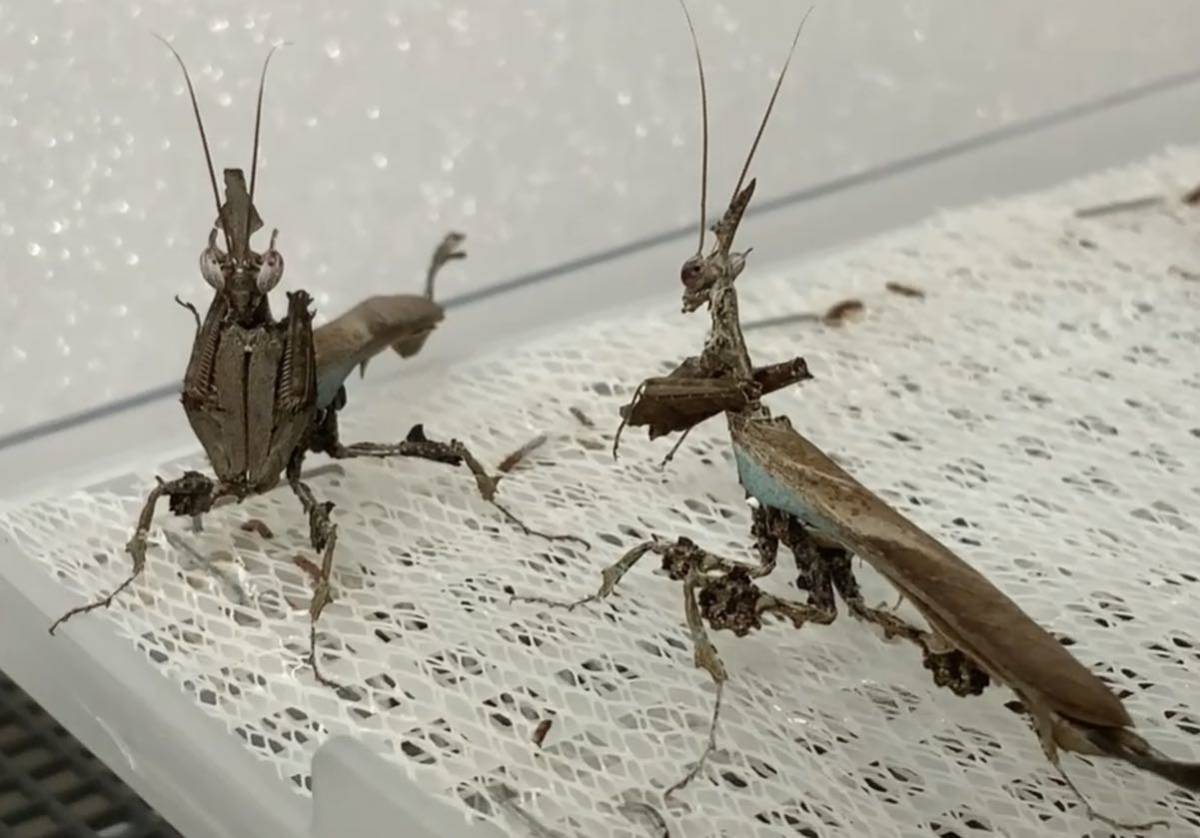 Stenophylla lobivertex ペルー産 幼虫 ドラゴンマンティス カマキリ ペット 鑑賞 保証あり(その他)｜売買された ...