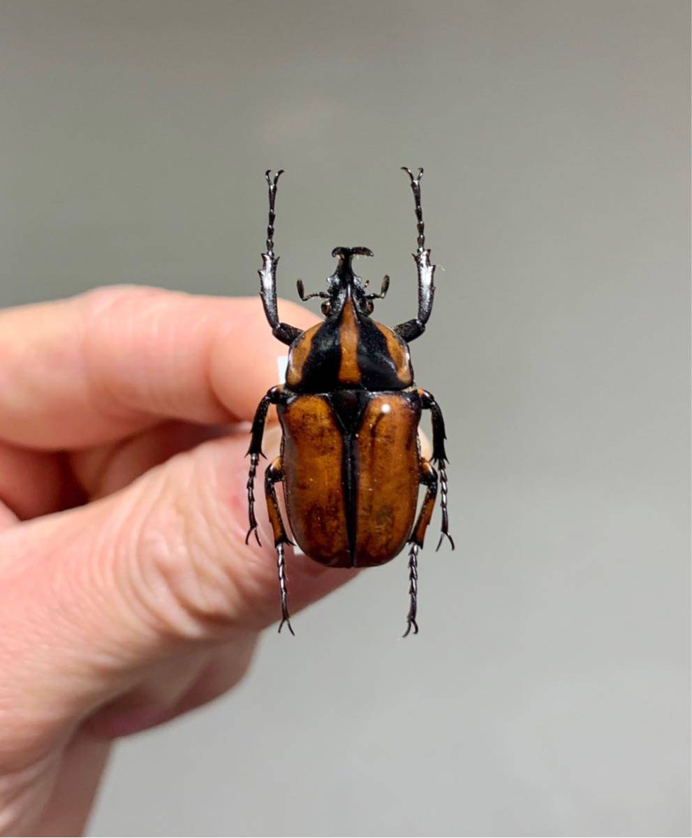 ガビサンツノカナブン Neophaedimus auzouxi ♂一頭 中国産 カナブン ハナムグリ 昆虫標本(その他)｜売買された ...