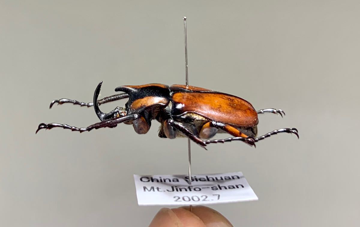 ガビサンツノカナブン Neophaedimus auzouxi ♂一頭 中国産 カナブン ハナムグリ 昆虫標本(その他)｜売買された ...