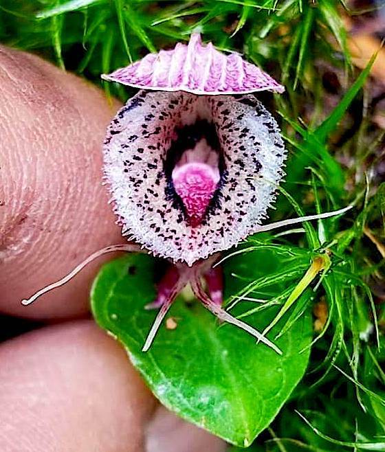 洋蘭原種 521 最高にかわいいコリバス Corybas calopeplos コリバス カロペプロス(ラン)｜売買されたオークション情報 ...