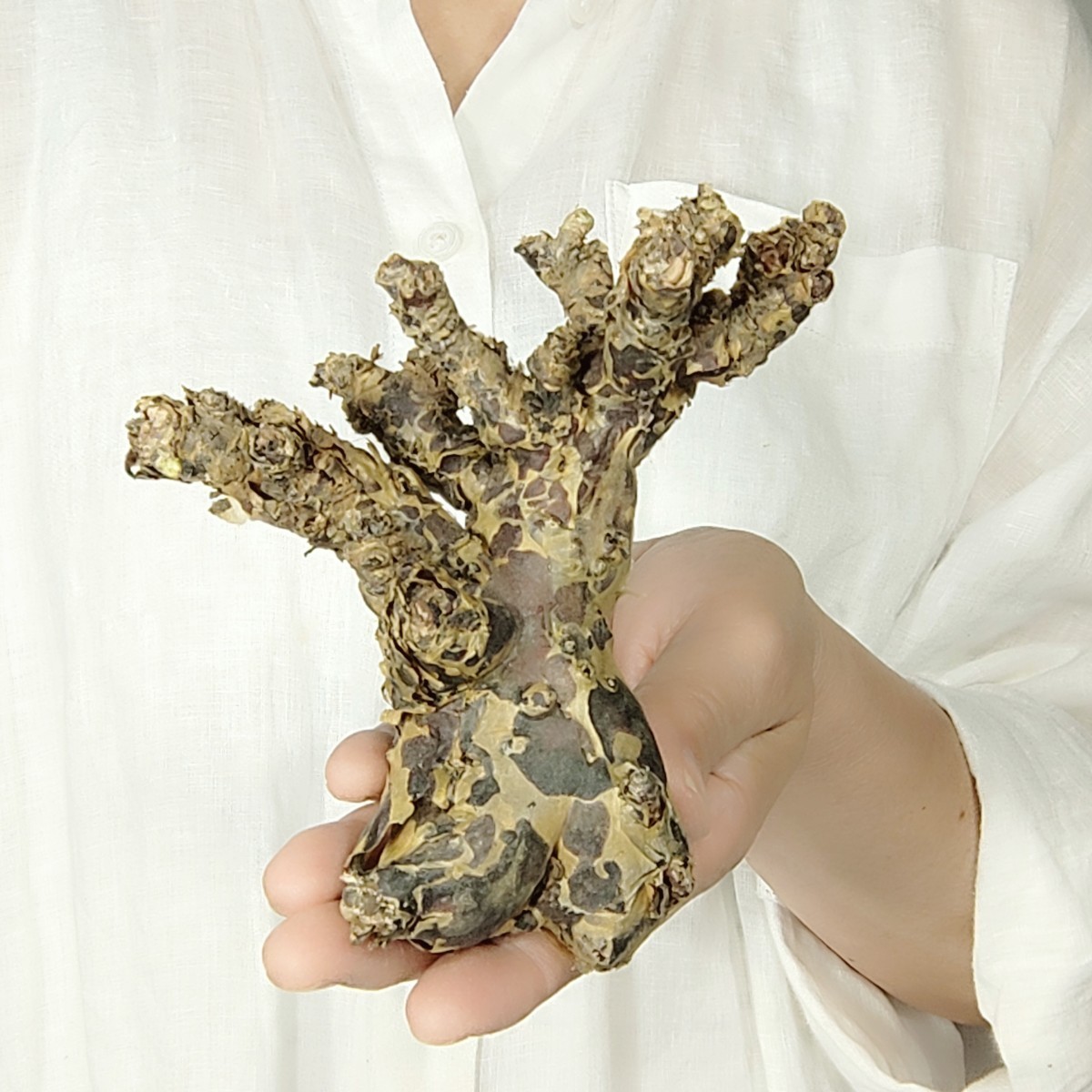 5/24輸入 マレー U028 チレコドン マレー tylecodon mallei 塊根植物 コーデックス 多肉植物 観葉植物 現地株 未 ...