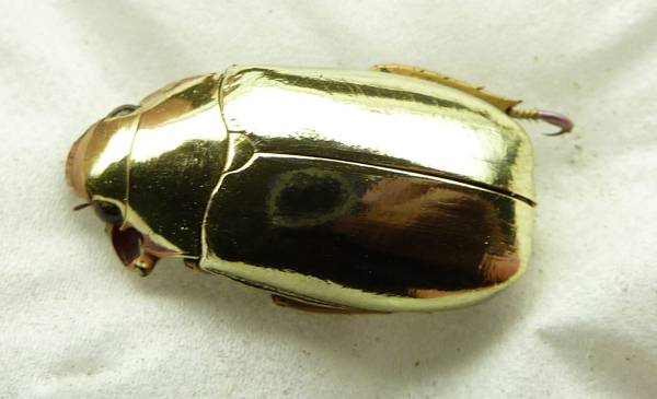 Plusiotis Chrysina limbata リンバータプラチナコガネ昆虫標本(その他)｜売買されたオークション情報、yahooの商品 ...