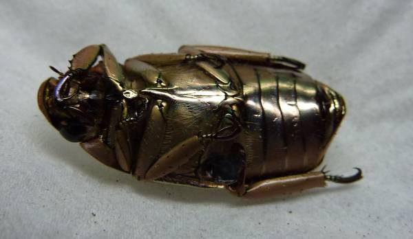 Plusiotis Chrysina limbata リンバータプラチナコガネ昆虫標本(その他)｜売買されたオークション情報、yahooの商品 ...