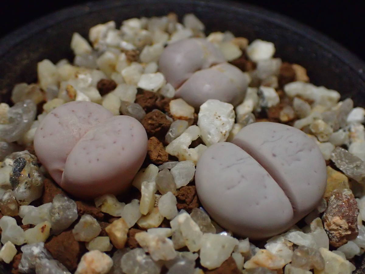 リトープス 留蝶玉 C242 Lithops ruschiorum v.ruschiorum 3頭(その他)｜売買されたオークション情報 ...