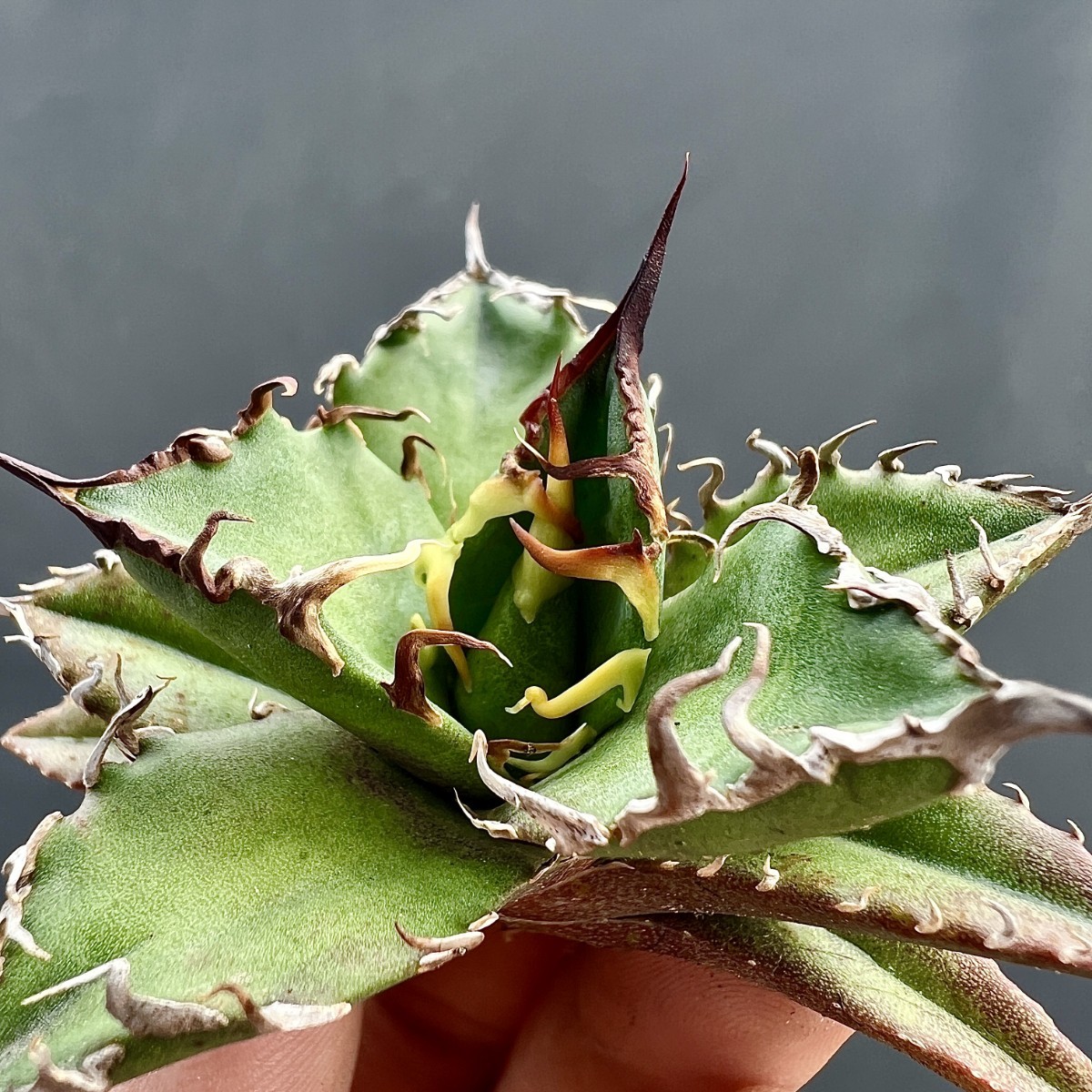 B9-22 アガベ チタノタ シーザー super caesar 激レア高級品種 陽炎狂刺 極上狂刺 極上棘 株を厳選(アガベ)｜売買されたオークション情報、yahooの商品情報をアーカイブ ...