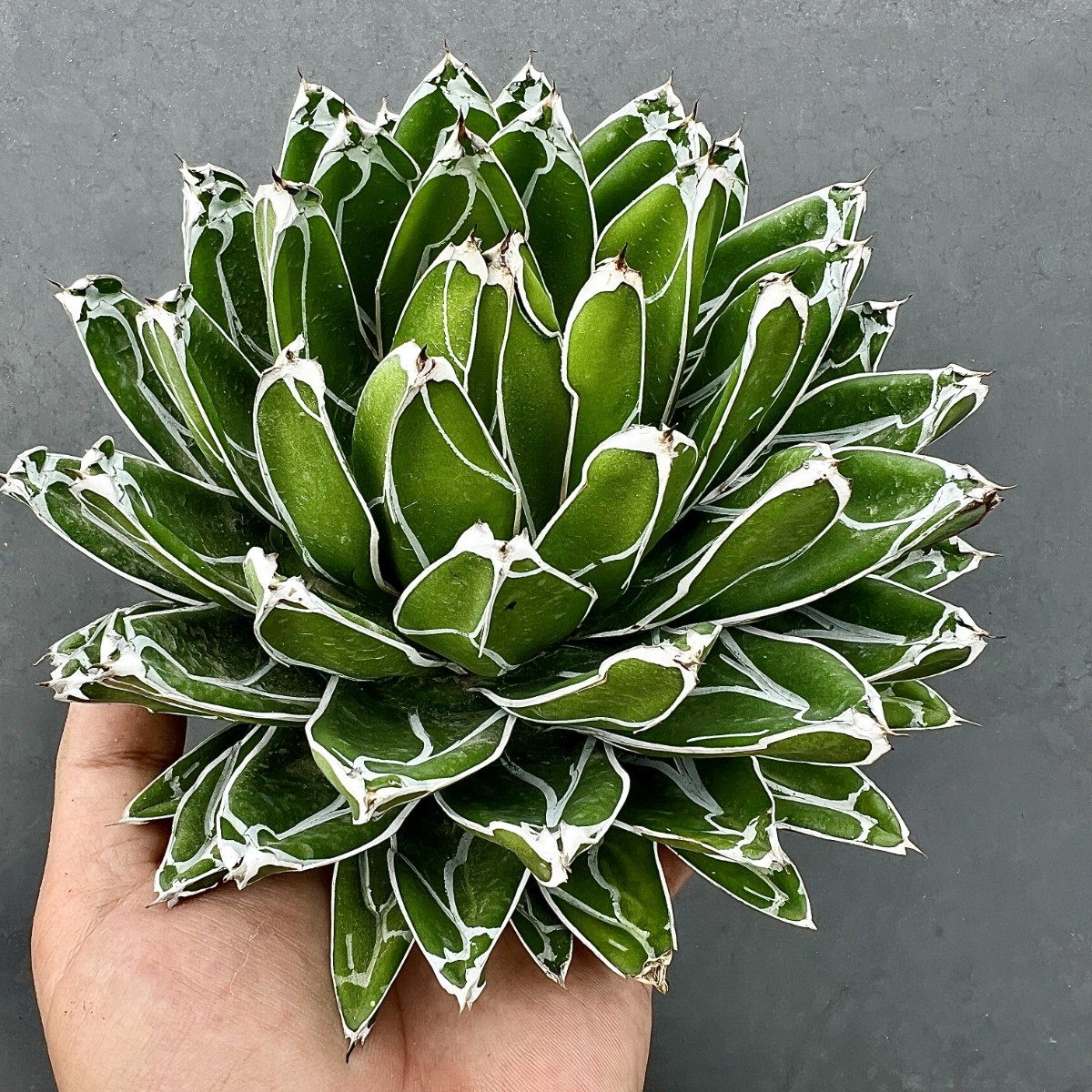 B38-10 多肉植物 アガベ ダルマ笹の雪 濃白株 極上株 超大株 包葉 球形 極美極上株(アガベ)｜売買されたオークション情報、yahoo ...