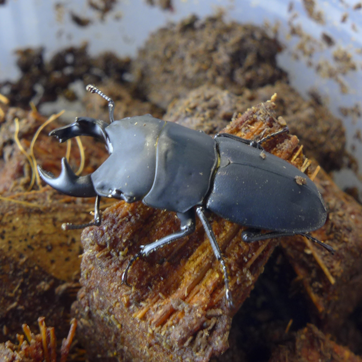 ロトゥンダトゥス ツヤケシクワガタ ペア ♂♀ ペア Metadorcus rotundatus WF3 ナンベイ オオクワガタ(外国産 ...