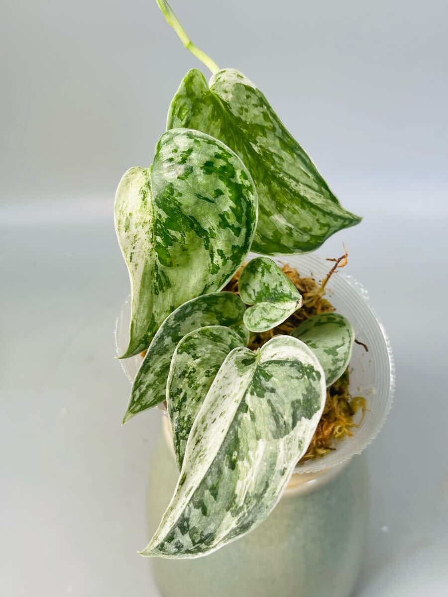 29 スキンダプサス パールラス Scindapsus Perlas(その他)｜売買されたオークション情報、yahooの商品情報をアーカイブ ...