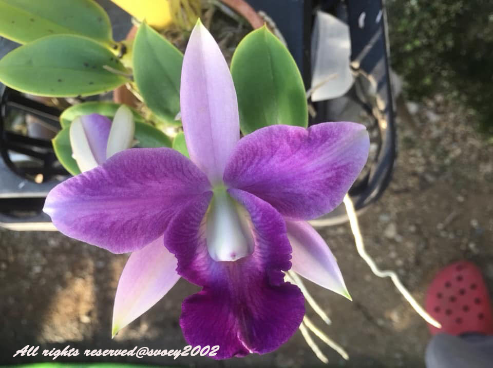 洋蘭カトレア原種 Lc.Aloha Case coerulea-'Atchtch(ラン)｜売買されたオークション情報、yahooの商品情報をアーカイブ公開 - オークファン（aucfan.com）