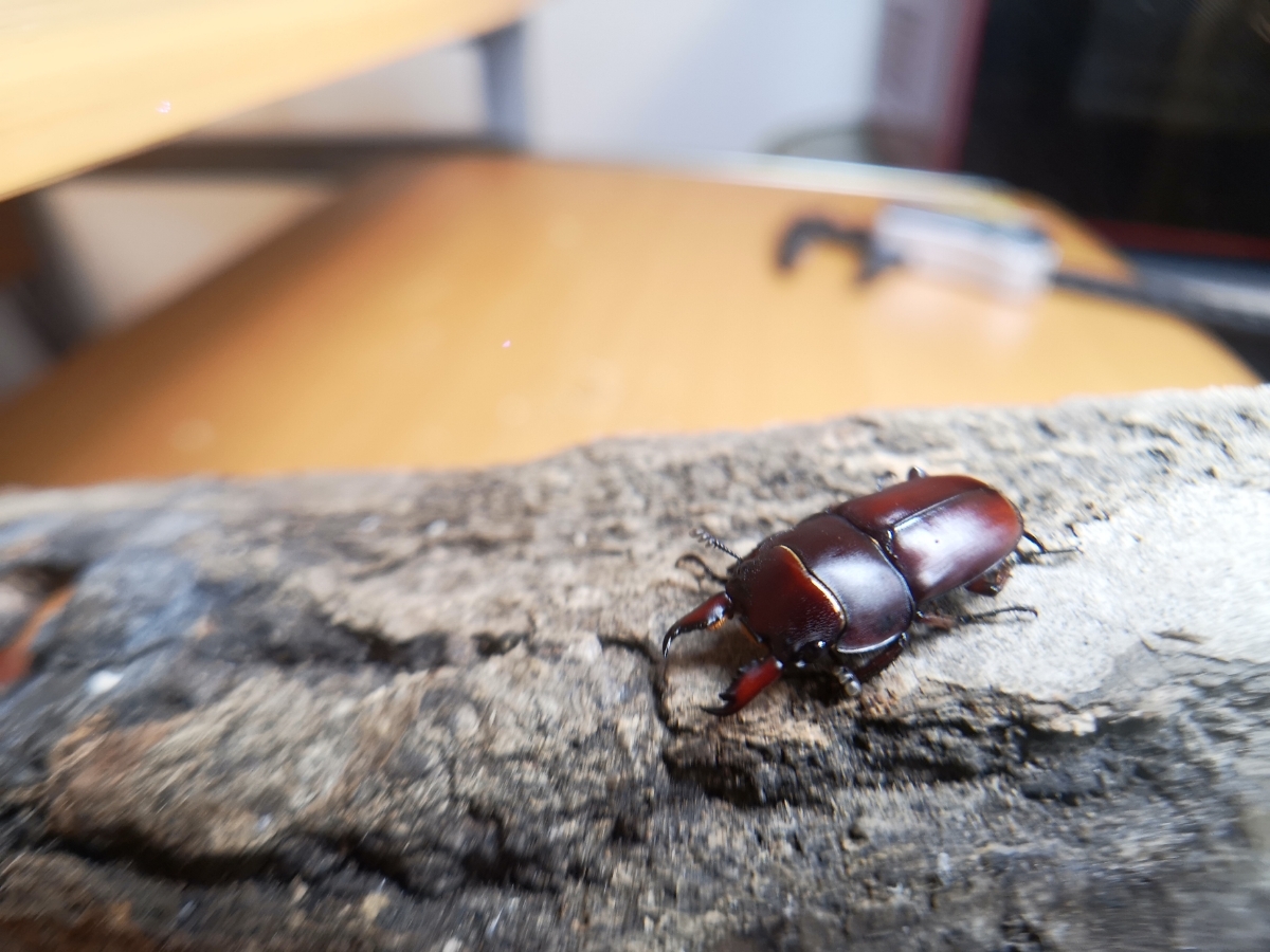 LOB メリアヌス コクワガタ コクワ ♂23.3mm ペア NO3(外国産)｜売買されたオークション情報、yahooの商品情報をアーカイブ公開 - オークファン（aucfan.com）