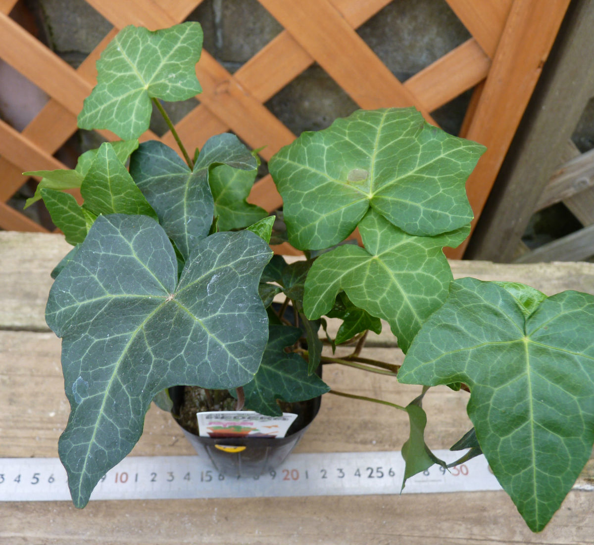 アイビー ヘデラ ダークピッツバーグ 寄せ植えにも 観葉植物 3号 現品 同梱可能 91(その他)｜売買されたオークション情報、yahooの商品情報をアーカイブ公開 - オークファン ...