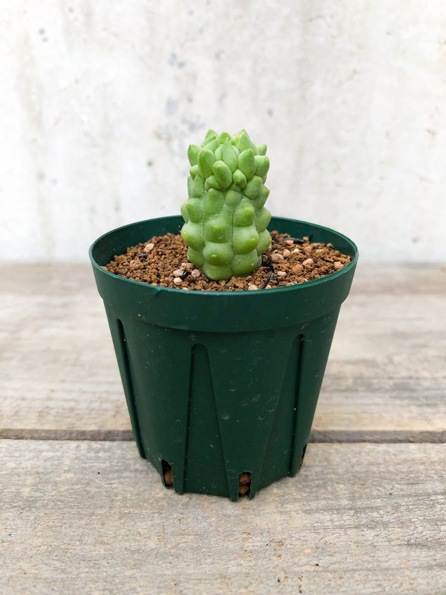 Larryleachia cactiformis B72 仏頭玉 ラリレアキア カクチフォルミス 発根済(サボテン)｜売買されたオークション情報、yahooの商品情報をアーカイブ公開 ...