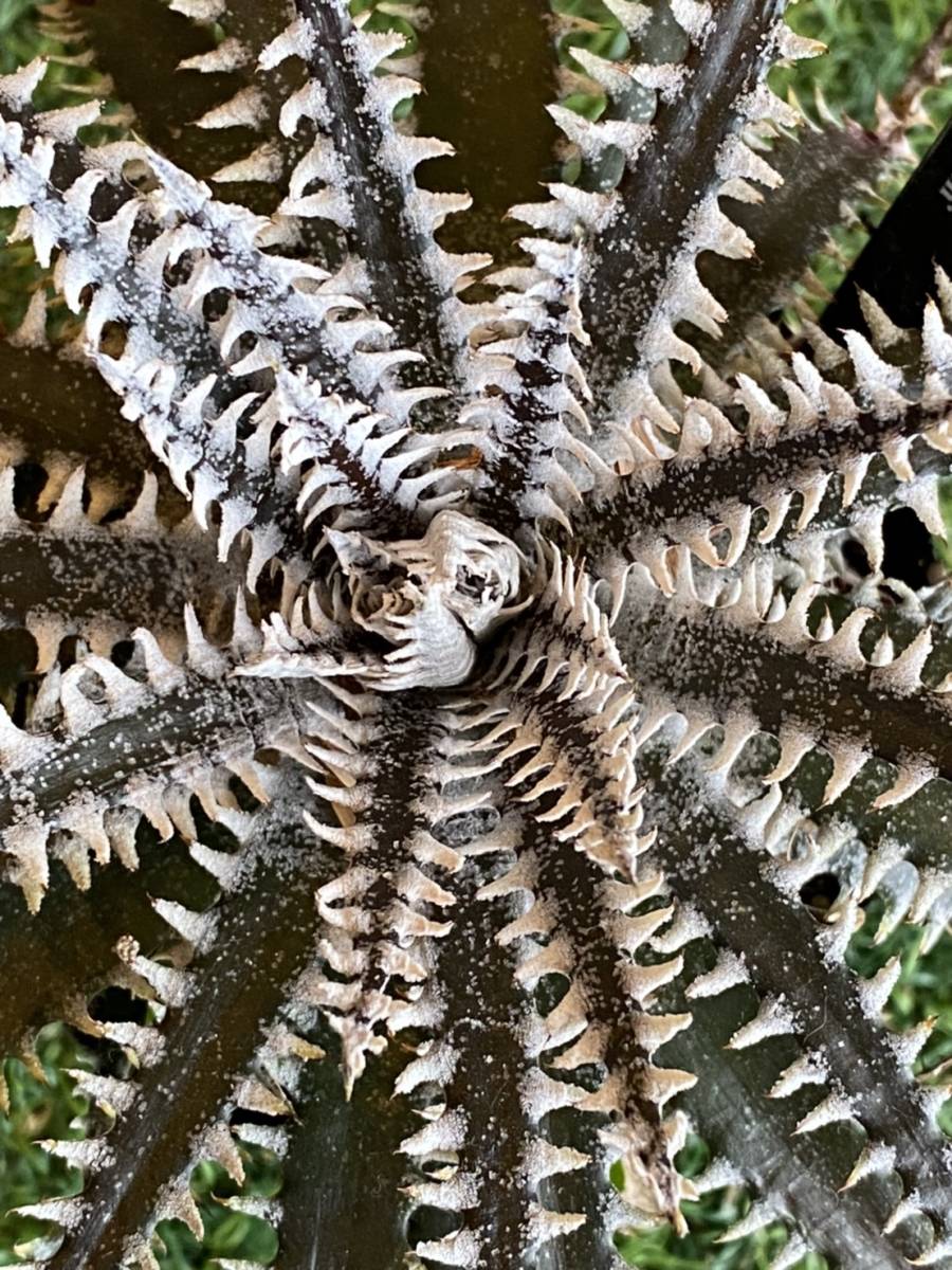 Dyckia 'Sun Bear' X 'Bill Paylen'(アナナス)｜売買されたオークション情報、yahooの商品情報をアーカイブ ...