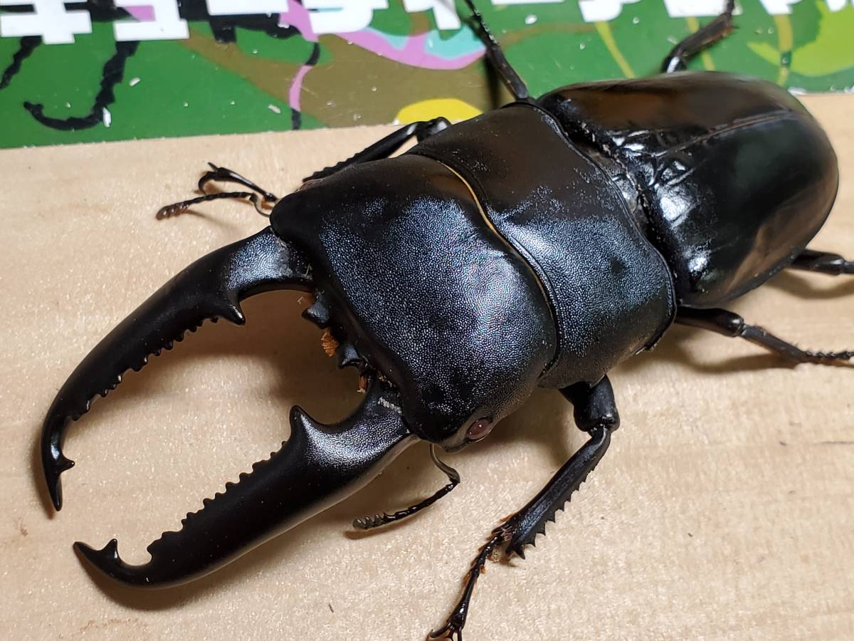 パラワンヒラタ レッドアイ ♂104.7mm♀49.7mm ペア(外国産)｜売買されたオークション情報、yahooの商品情報をアーカイブ公開 - オークファン（aucfan.com）