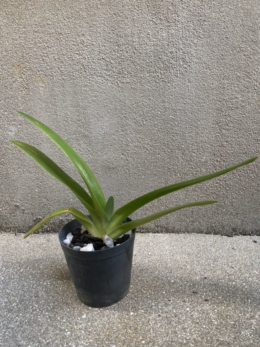 洋蘭 Paph.supardii パフィオ 4(ラン)｜売買されたオークション情報、yahooの商品情報をアーカイブ公開 - オークファン ...