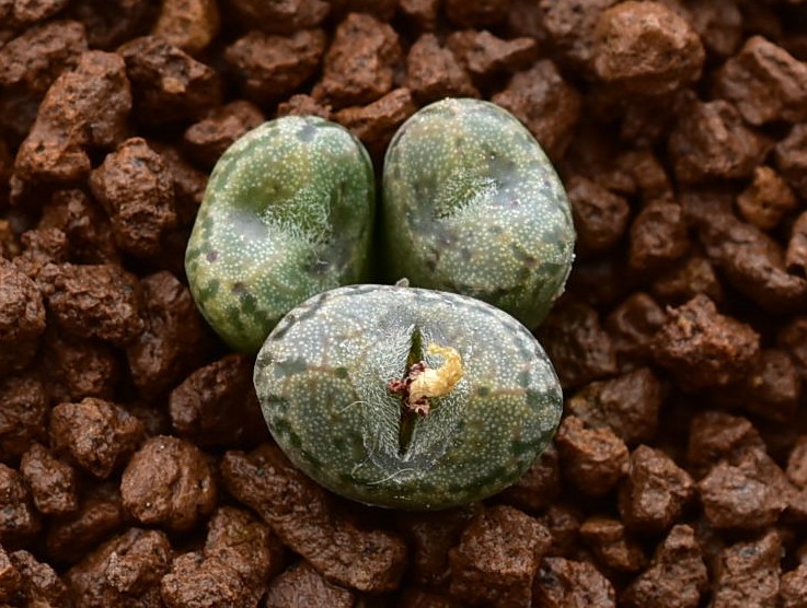 コノフィツム Conophytum comptonii CR1022 Vanrhynspass Nieuwoudville コンプトニー ...