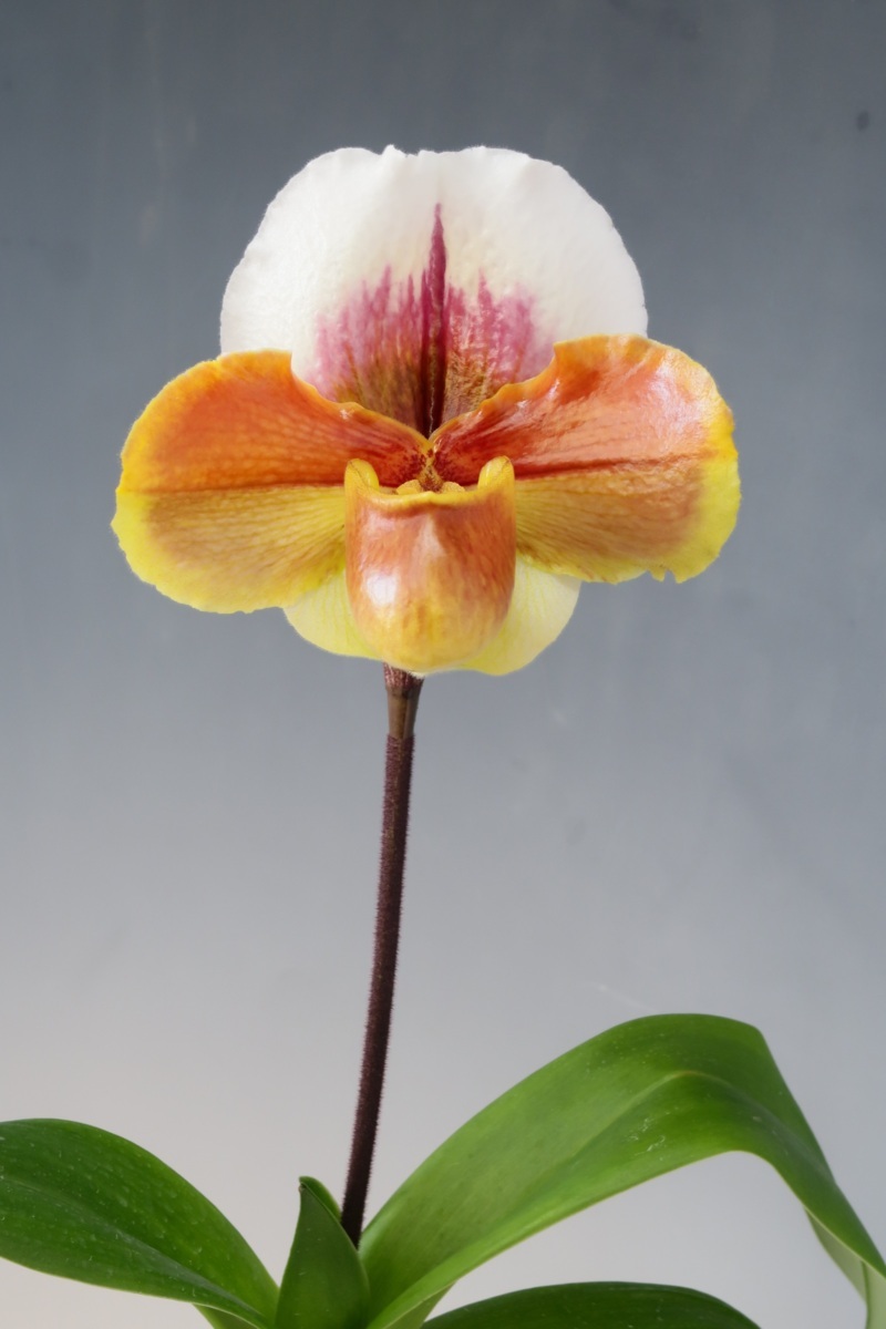 洋蘭 パフィオ TA8020 TB15-42 Paph. Morning Dew 'Temptation' x Jenna Marie ...