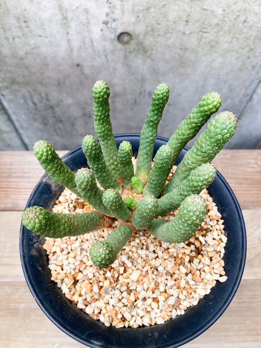 Euphorbia esculenta D94 大株 良形 ユーフォルビア エスキュレンタ(サボテン)｜売買されたオークション情報、yahoo ...