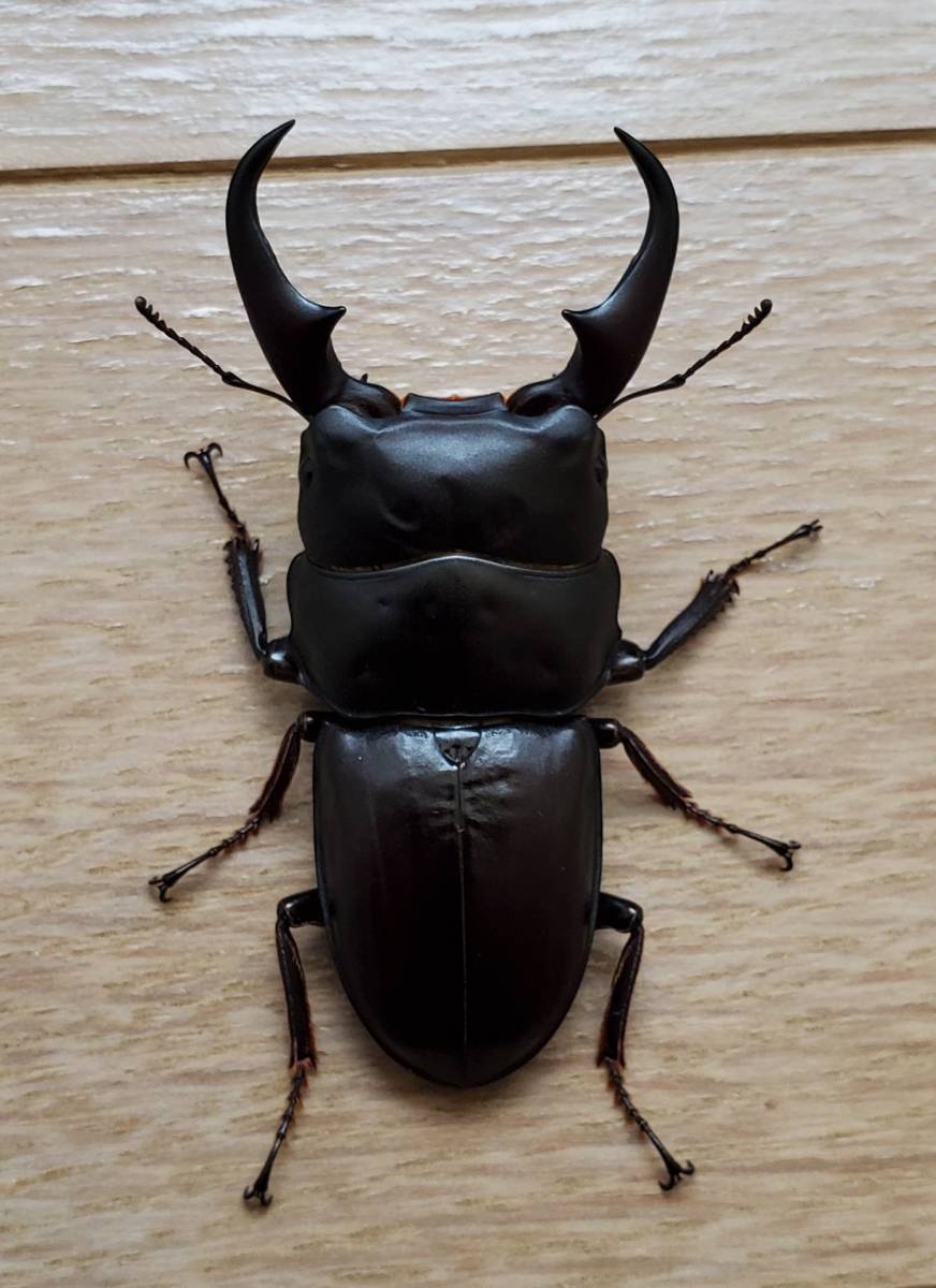 ミークヒラタ Dorcus meeki delislei ♂58mm♀32mm♀31mm WF1 新成虫トリオ 即ブリ可(外国産)｜売買された ...