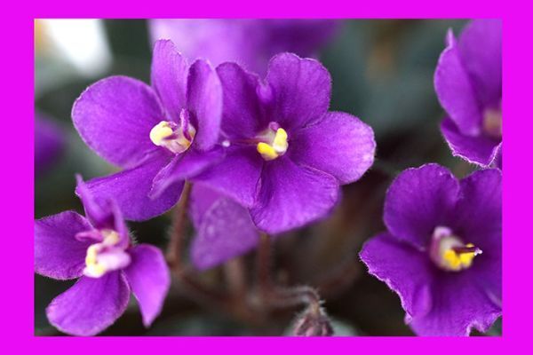 セントポーリア 斑入りセミミニ種 Rob's Suicidal Squirrel ロブズ スーイサイダル スクィレル(花)｜売買された ...