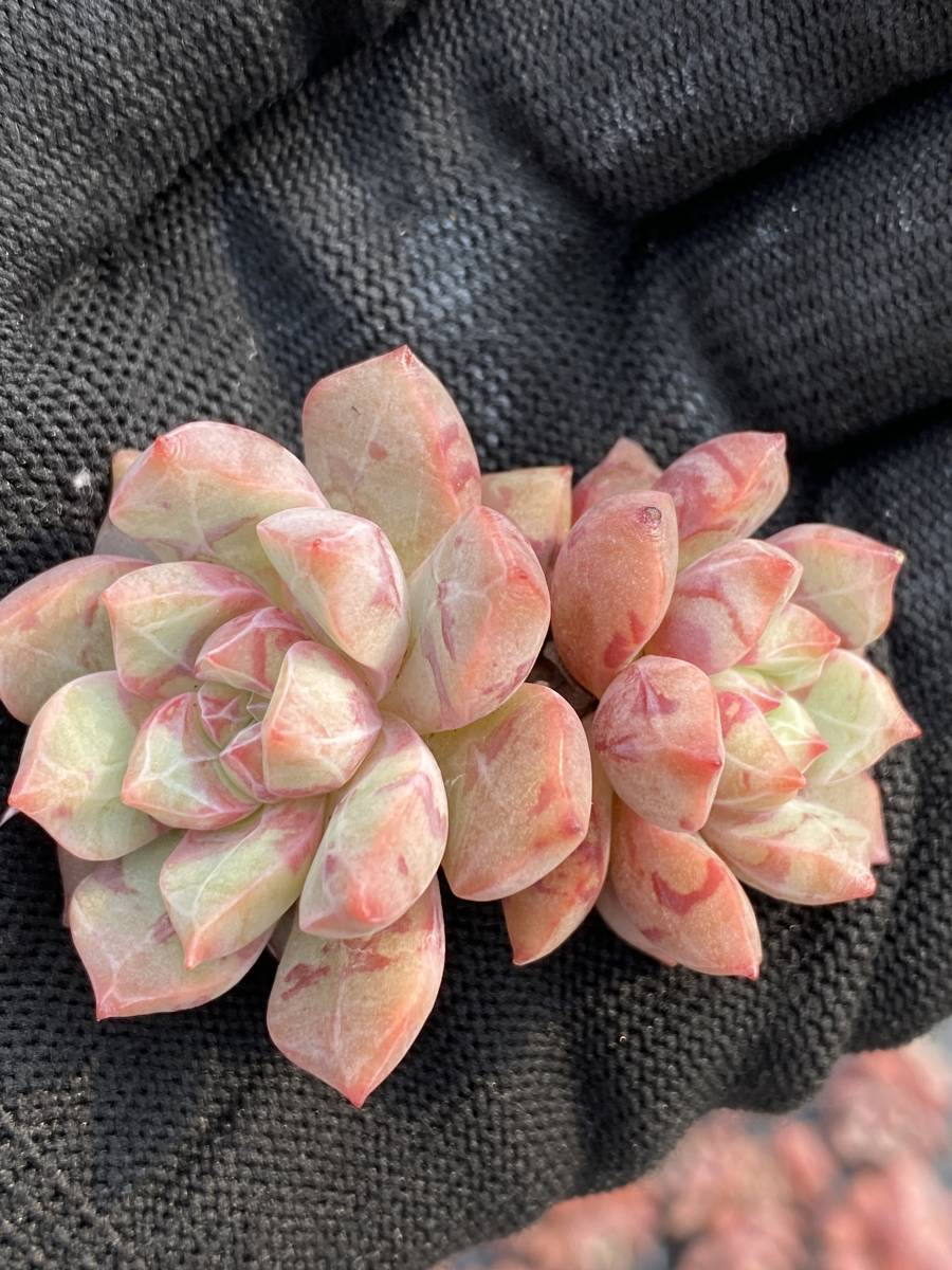 M102多肉植物 エケベリア血鶯 13株 超美苗 サボテン 観葉植物 花 園芸(サボテン)｜売買されたオークション情報、yahooの商品情報をアーカイブ公開 - オークファン（aucfan.com）