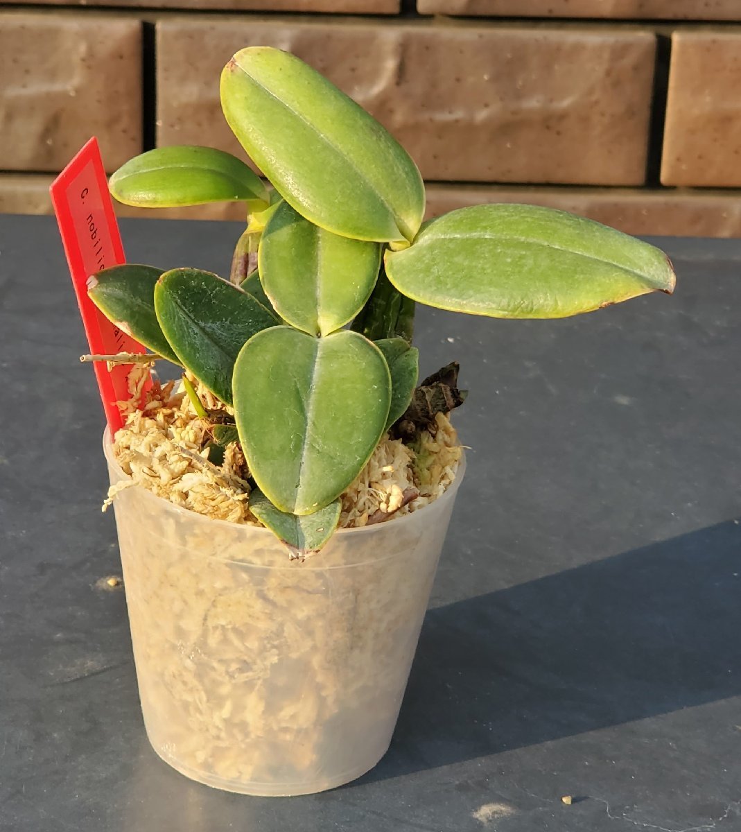 C. nobilior v. amaliae 'Beira Rio' x self 洋蘭 原種(ラン)｜売買されたオークション情報、yahoo ...