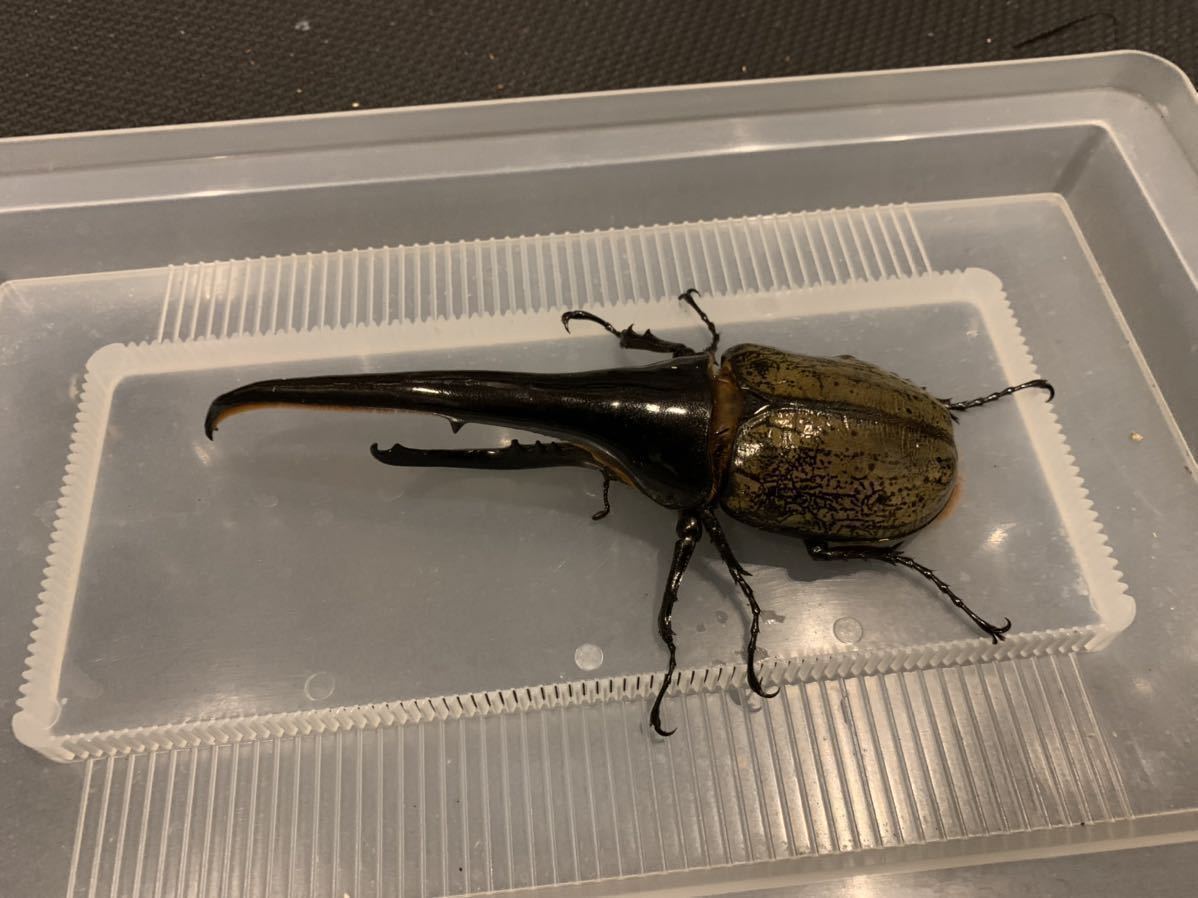 タニー DHヘラクレスオオカブト二令幼虫4頭セット ②FF171.T117/Y170.T117-SDU E×Y170.T117/No121.T117-T117MX/T117.T115(外国産 ...