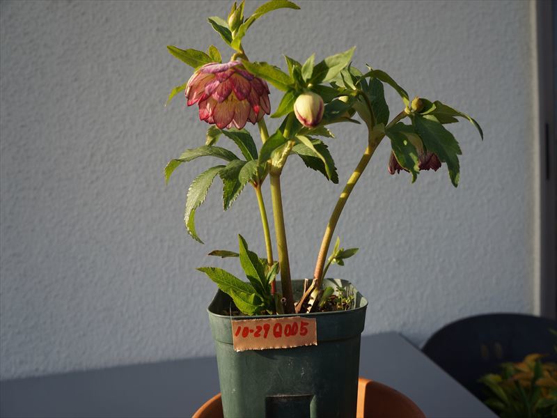 クリスマスローズ 10-29 Q005 レインボー交配開花株(花)｜売買されたオークション情報、yahooの商品情報をアーカイブ公開 - オークファン（aucfan.com）