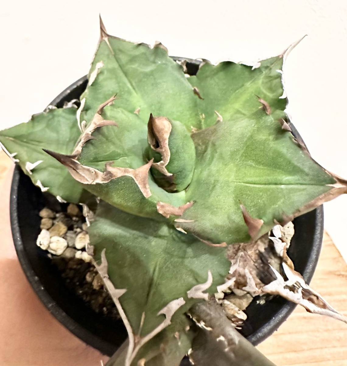 アガベ チタノタ FO-076 子株付き / パキポディウム アガベ サボテン(鉢植え)｜売買されたオークション情報、yahooの商品情報をアーカイブ公開 - オークファン（aucfan.com）