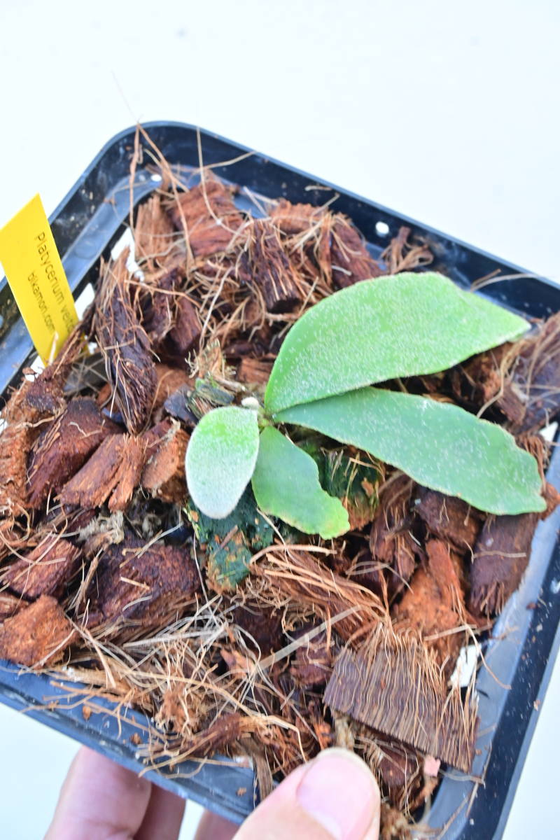 P.veitchii cv.Lisa Compact Form ⑥ @bikamori.com ビーチーリサ コンパクトフォーム ビカクシダ ...