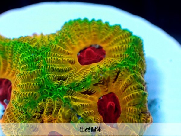 SWA 超 種 キクメイシ レインボーファビア Rainbow Favia(海水魚)｜売買されたオークション情報、yahooの商品情報を ...