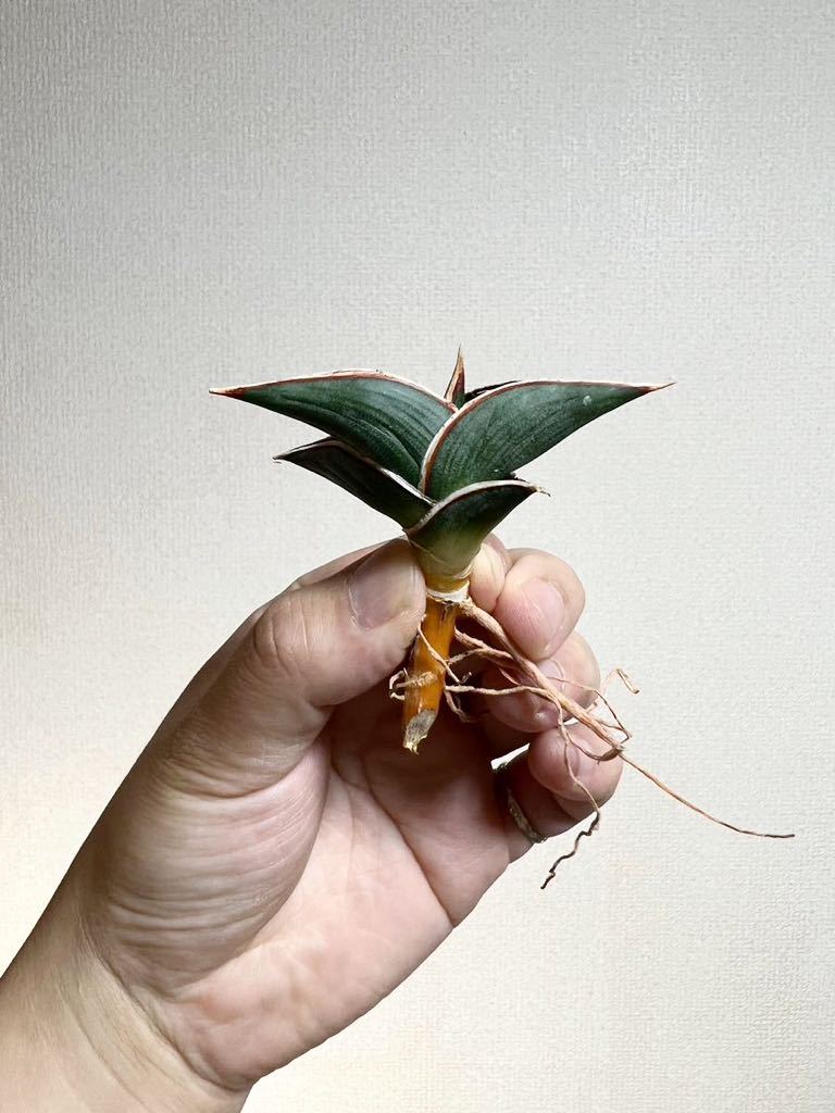 B41. Sansevieria rorida Indonesia サンスベリア ロリダ サンセベリア ドワーフ PLANET 多肉植物(観葉植物)｜売買されたオークション情報、yahooの ...